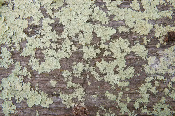 Moss Wood | Free Textures, Photos & Background Images