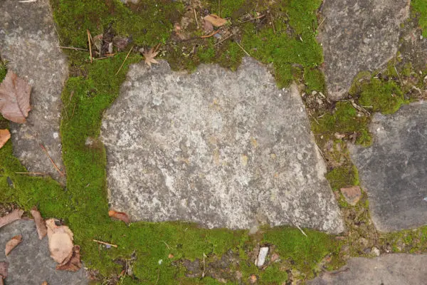 three closeup background images of a mossy stone path