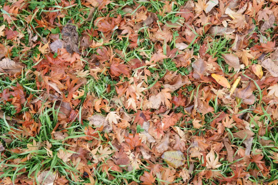 Fall leaves on grass texture