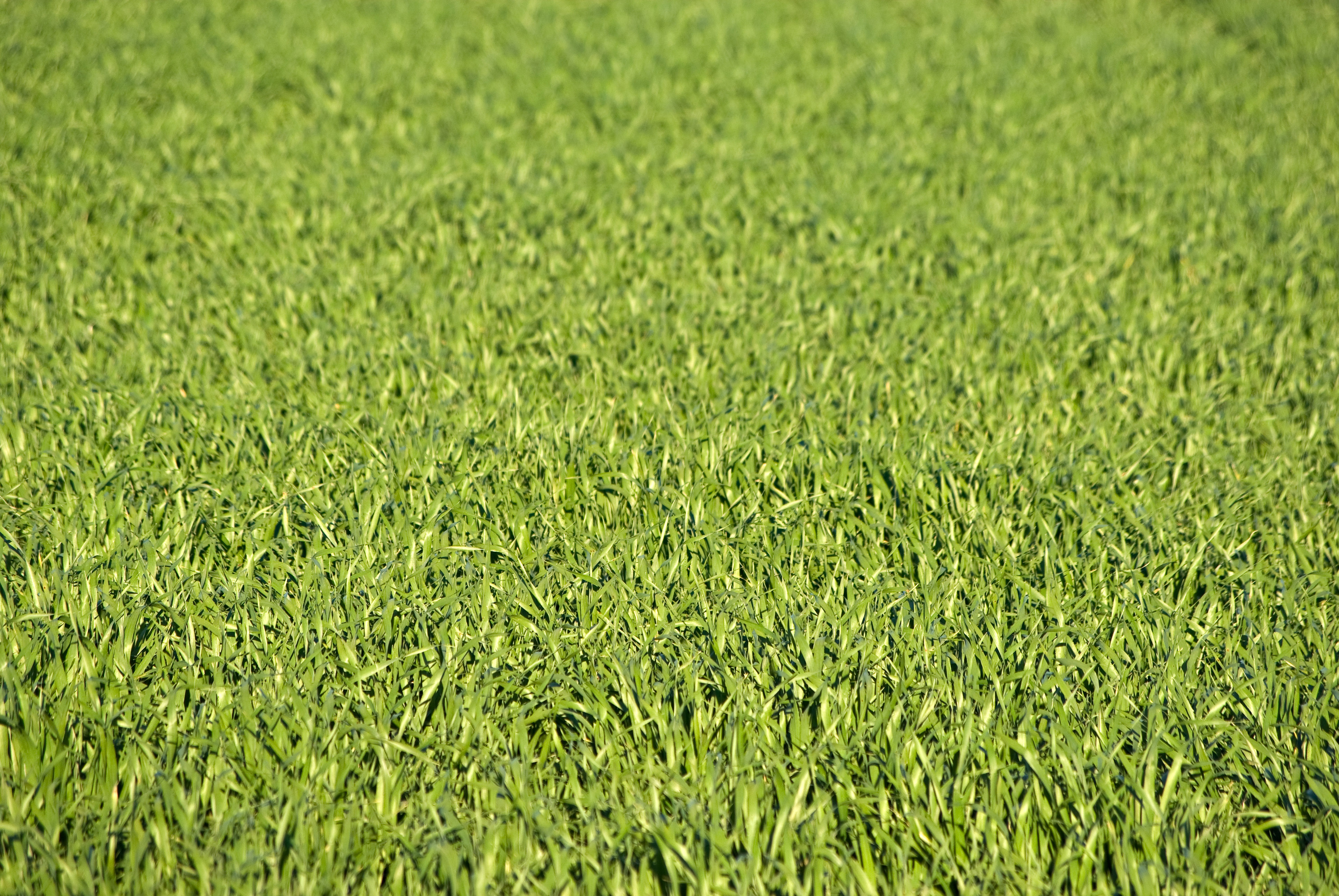 Lush green grass texture Lush green grass texture