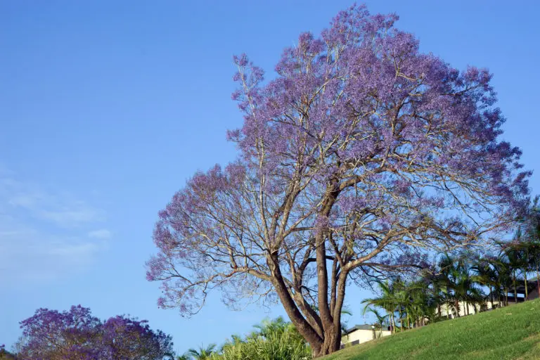Three free background images of a jacaranda tree