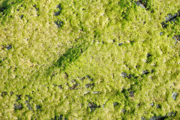 two slime or algae covered rock textures