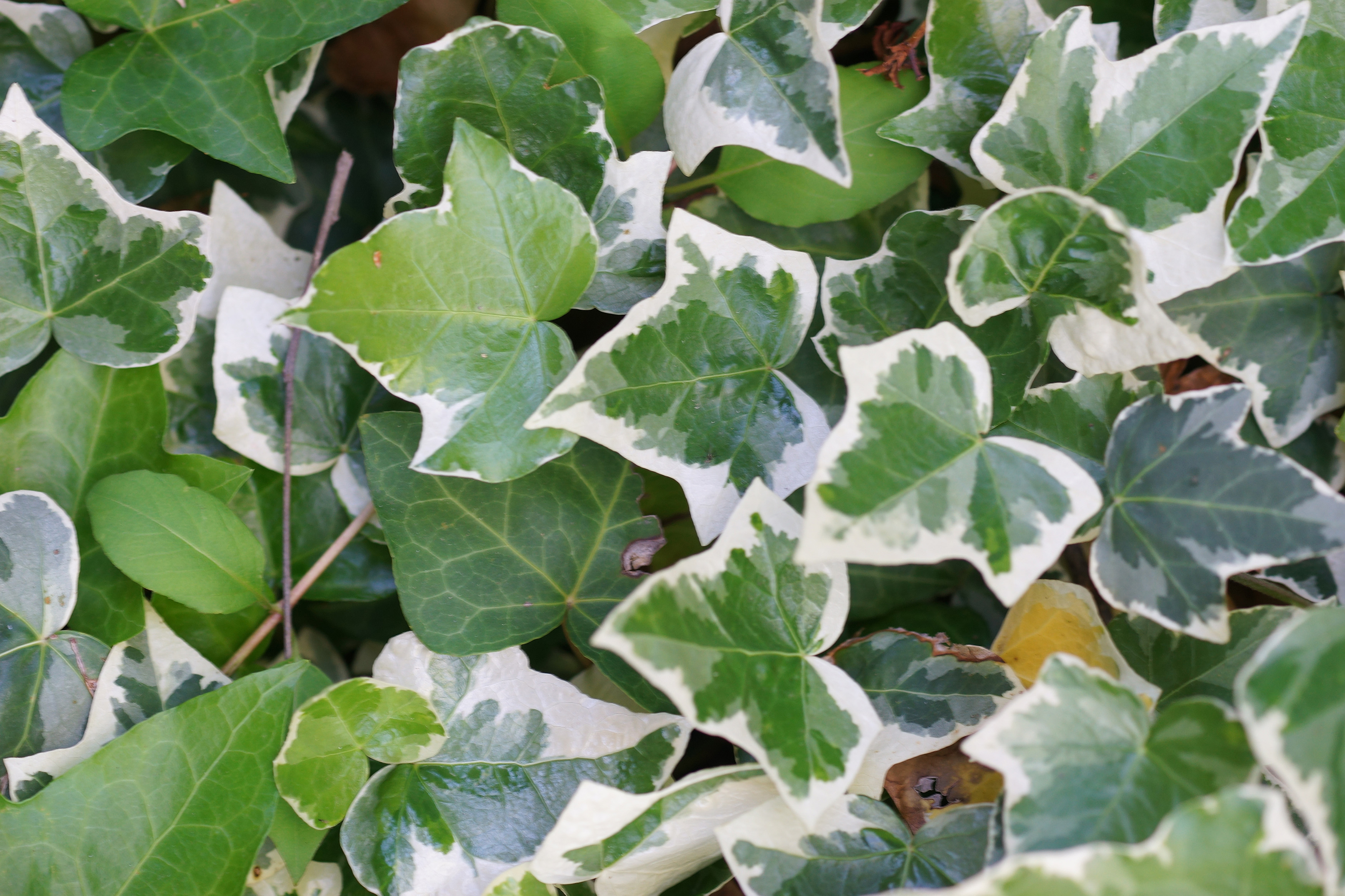 Variegated Ivy Creeper Green Plant Background Variegated Ivy Creeper Green Plant Background