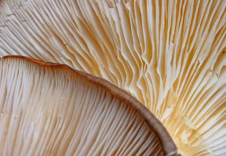 mushroom free texture image | Free Textures, Photos & Background Images